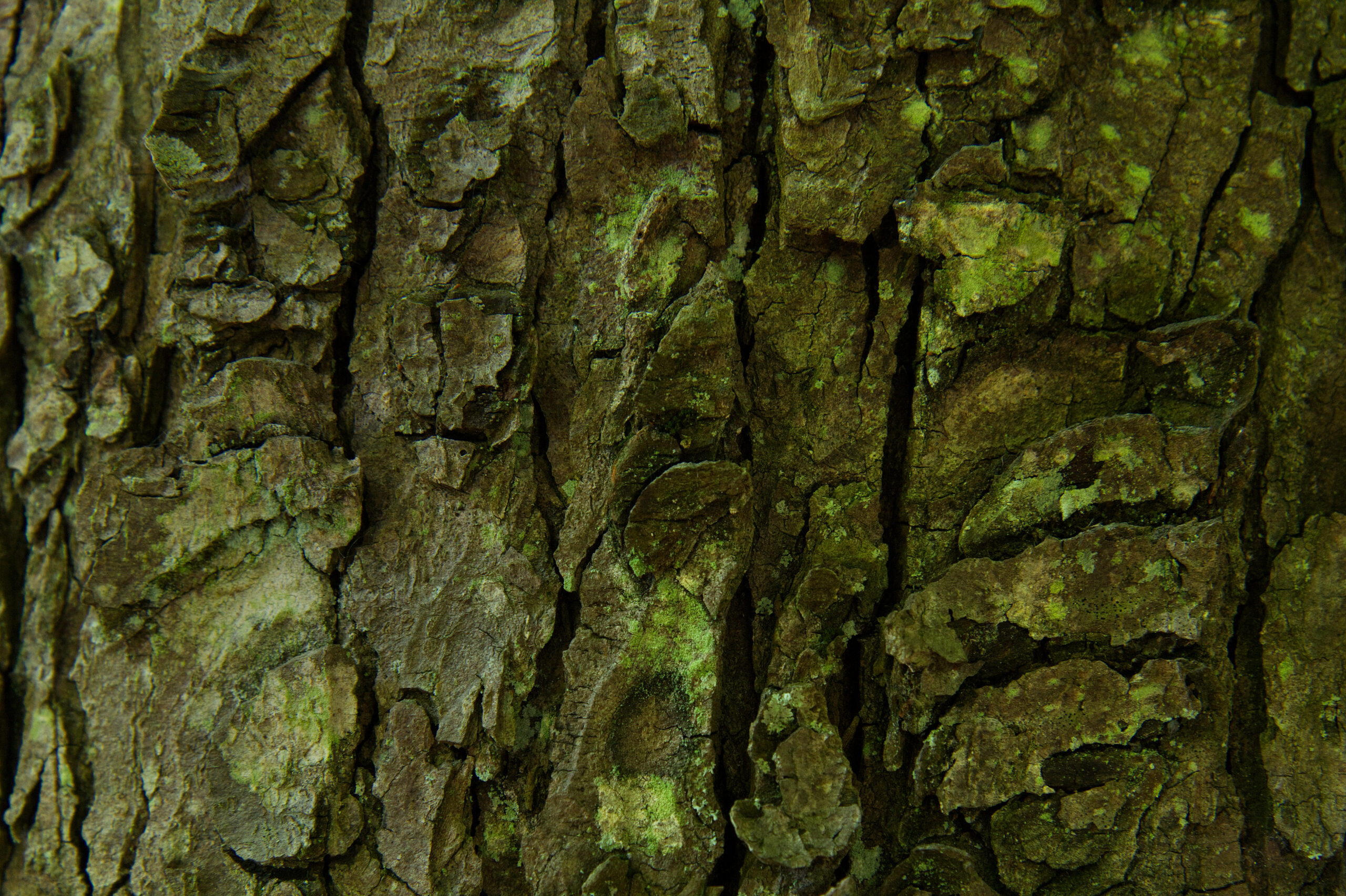 Carapace — Galerie Negropontes